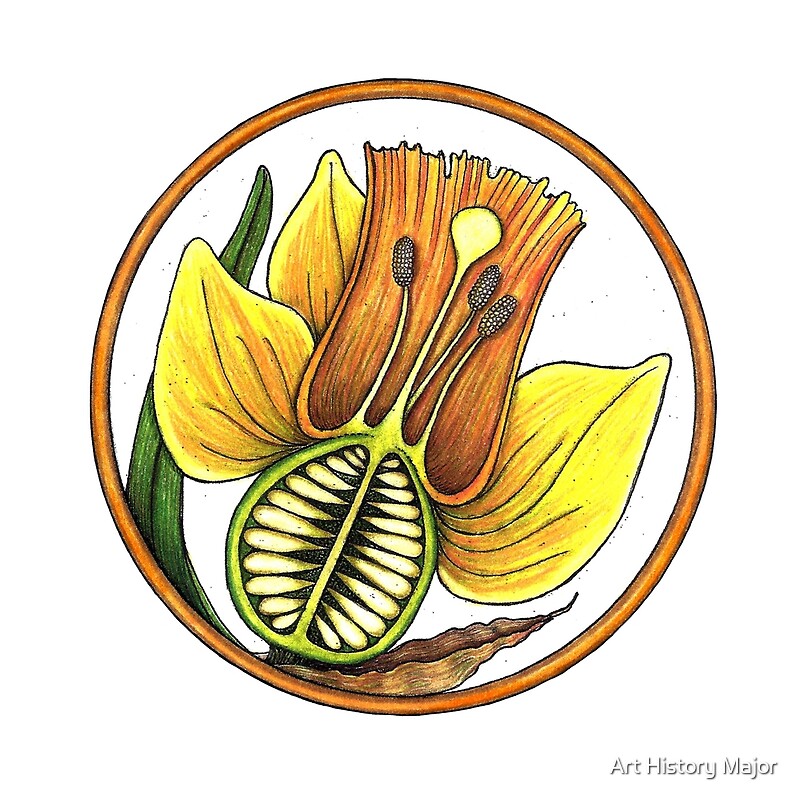 "DAFFODIL CROSS SECTION" by Art History Major | Redbubble