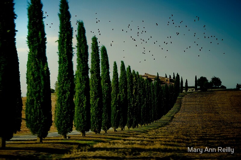 "Cypress and Birds" by MaryAnn Reilly | Redbubble