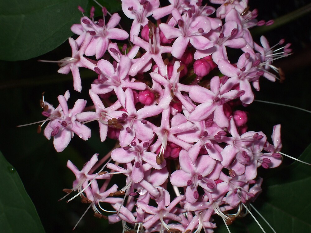 "CASHMERE BOUQUET" by artist4peace | Redbubble