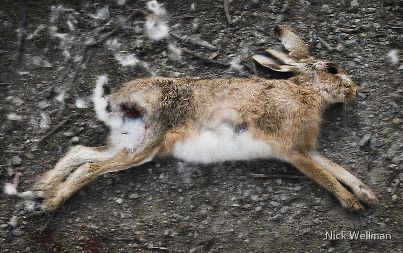 "Dead Rabbit" by Nick Wellman | Redbubble