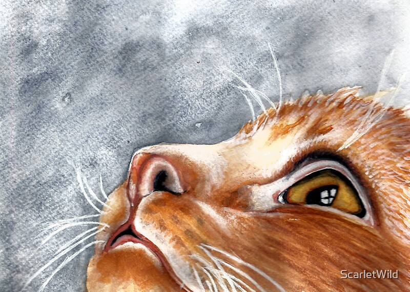 "Ginger Watercolour Cat" by ScarletWild | Redbubble