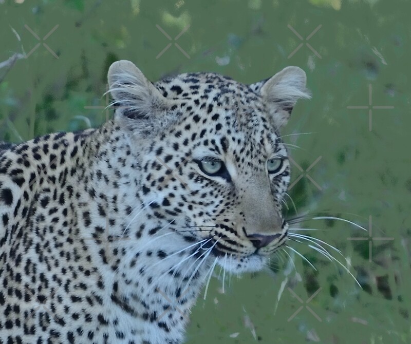 "Leopard Stare" by Tom Wurl | Redbubble