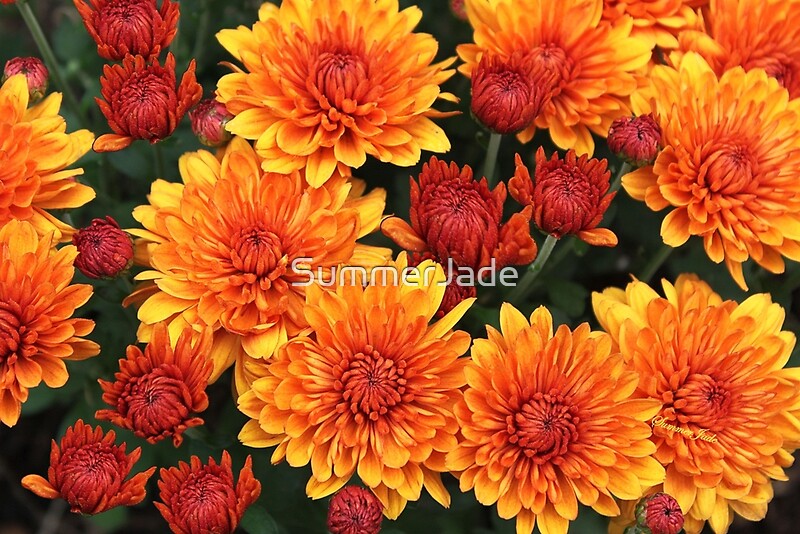 "Fall Fancy ~ Rust Color Button Mums" by SummerJade | Redbubble