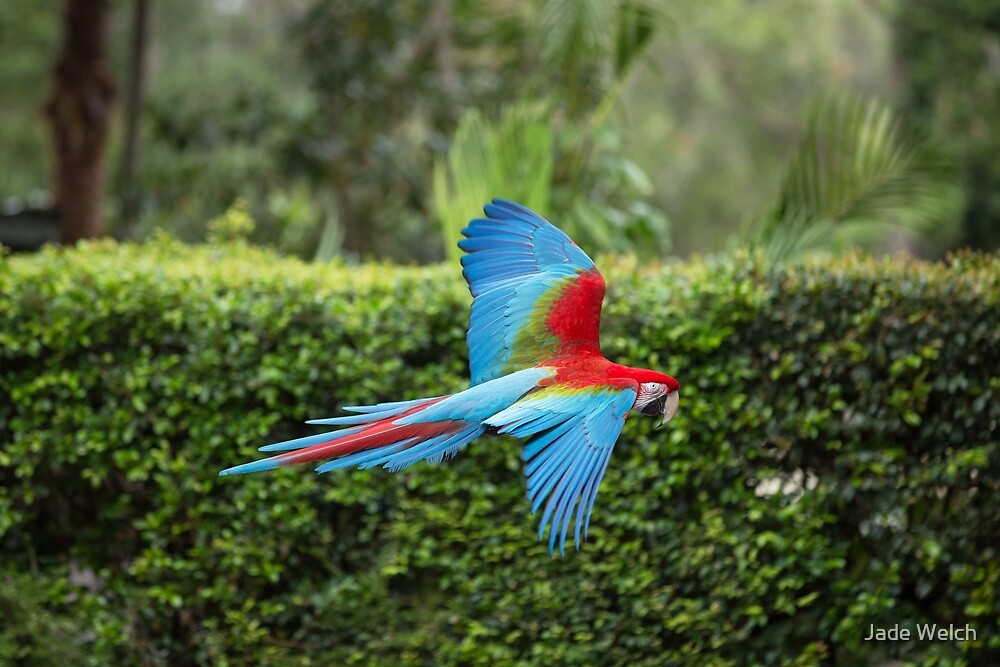 "Beauty in Flight" by Jade Welch | Redbubble