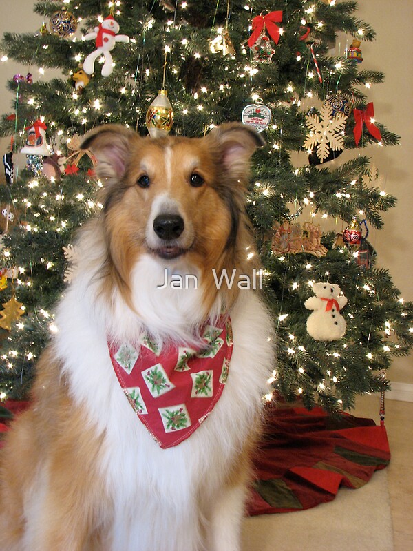 "Christmas Collie" by Jan Wall | Redbubble