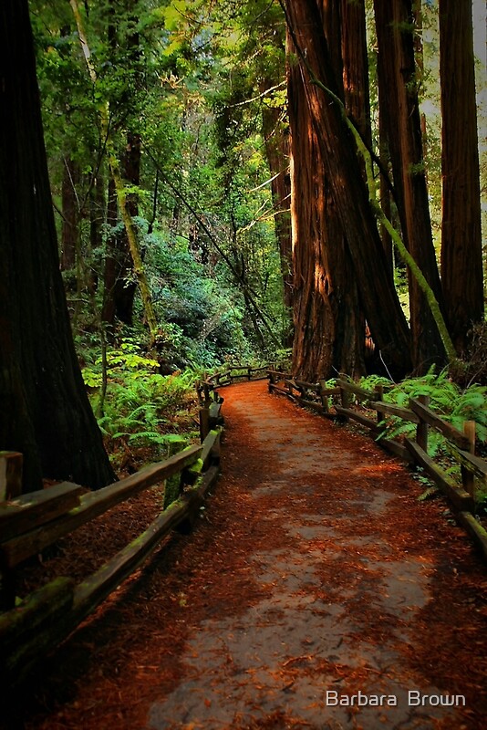 "Walk Through Redwoods" by Barbara Brown | Redbubble