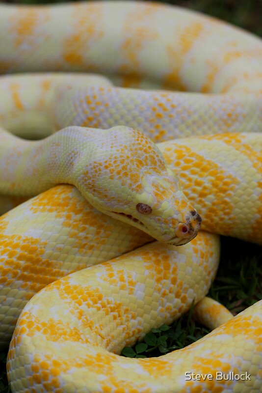 "Albino Darwin Carpet Python" by Steve Bullock | Redbubble