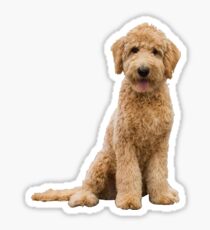 Goldendoodle Gifts & Merchandise | Redbubble