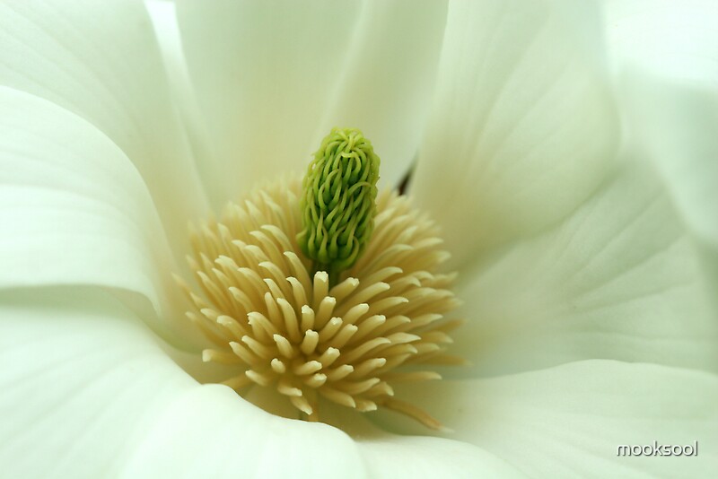 "Magnolia heart" by mooksool | Redbubble