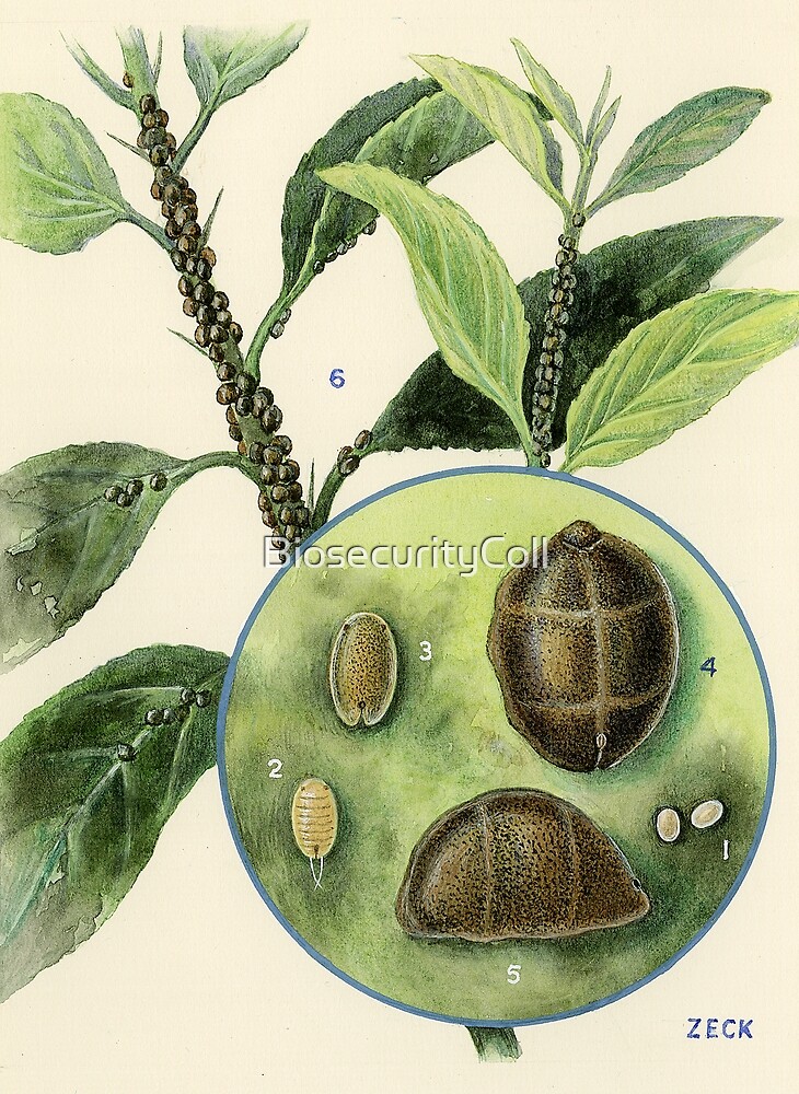 "Brown Scale" by BiosecurityColl | Redbubble