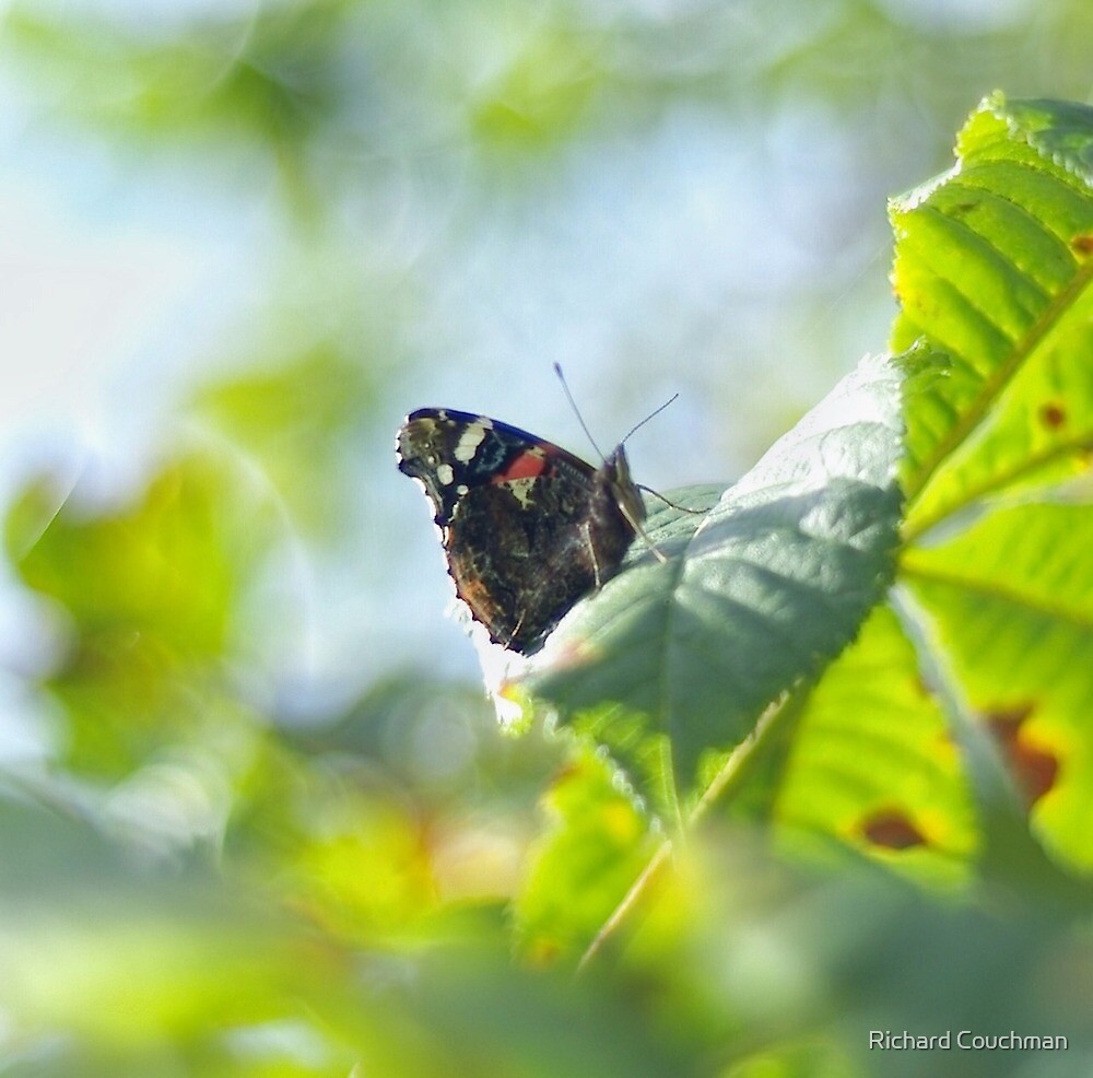 "" October's Admiral "" by Richard Couchman | Redbubble