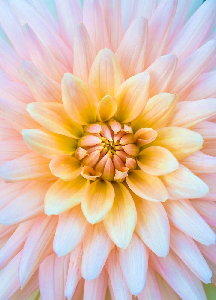 "When things are looking down, find something beautiful looking up." by ...