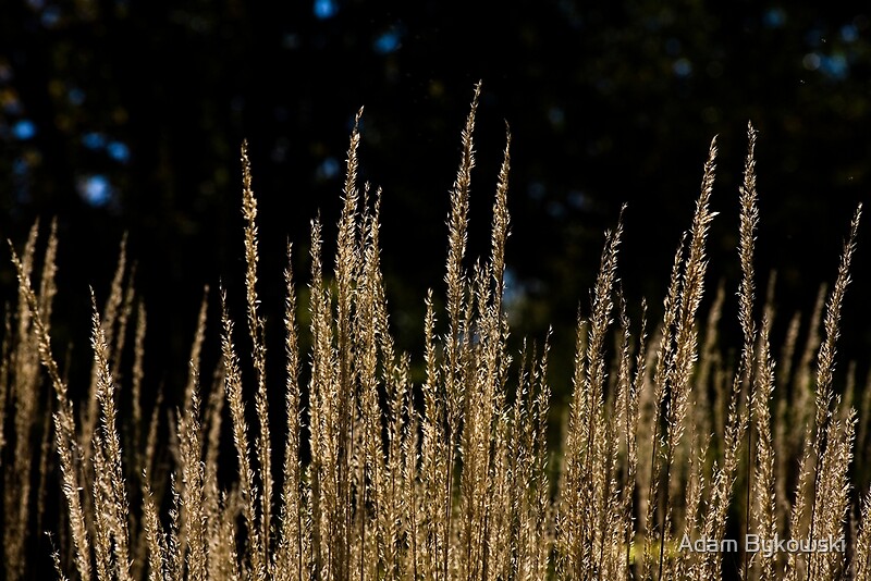 "Gleaming Spires" by Adam Bykowski | Redbubble