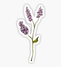 Lilac Stickers | Redbubble