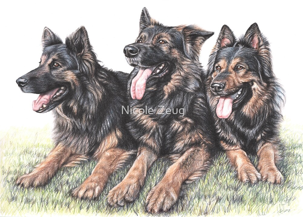 "German Shepherd Dogs" by Nicole Zeug | Redbubble