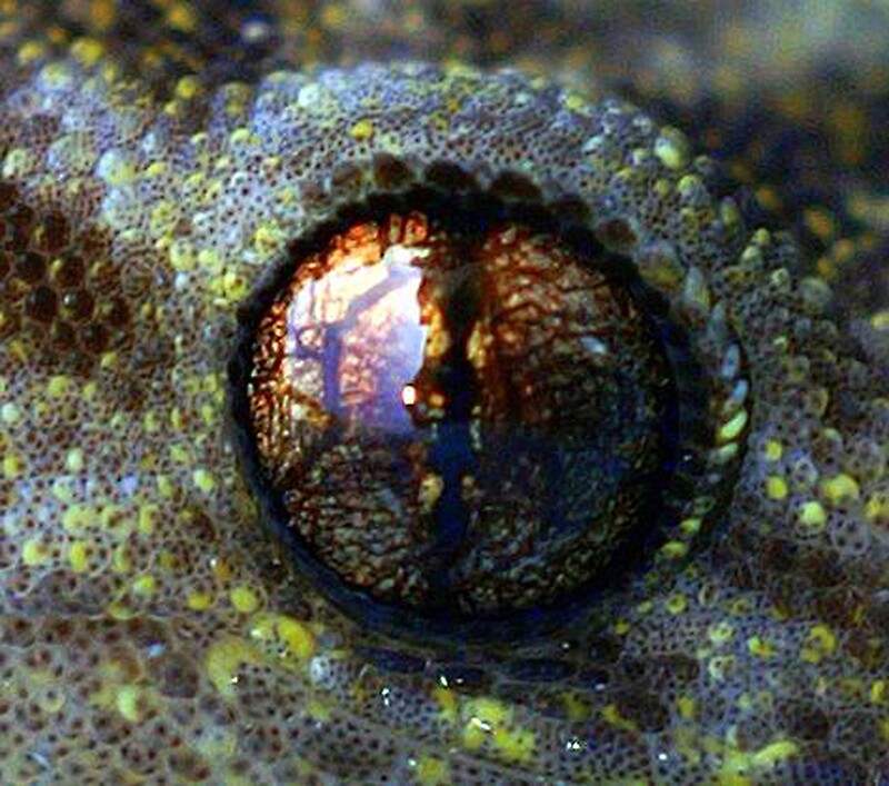 "Eye of Newt" by Patricia Elliott | Redbubble