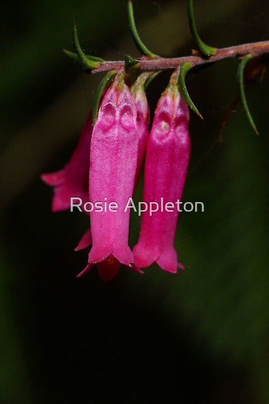"Common (Pink) Heath "Epacris impressa" " by Rosie Appleton | Redbubble