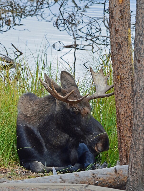 "Bull Moose hanging out " by Cody VanDyke | Redbubble