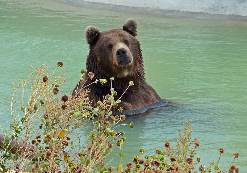 "Grizzly Bear Chillin' " by Cody VanDyke | Redbubble