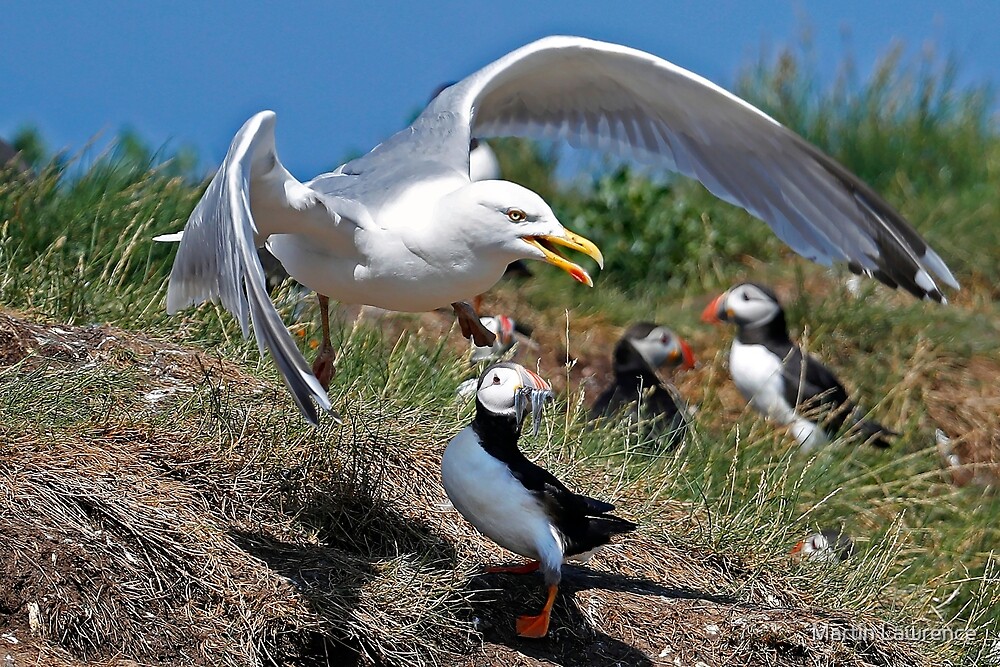 "Predator V Puffins" by Martin Lawrence | Redbubble