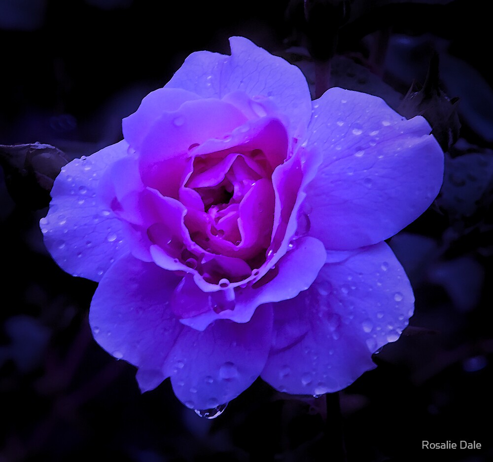 "Purple Rose Challenge" by Rosalie Dale | Redbubble