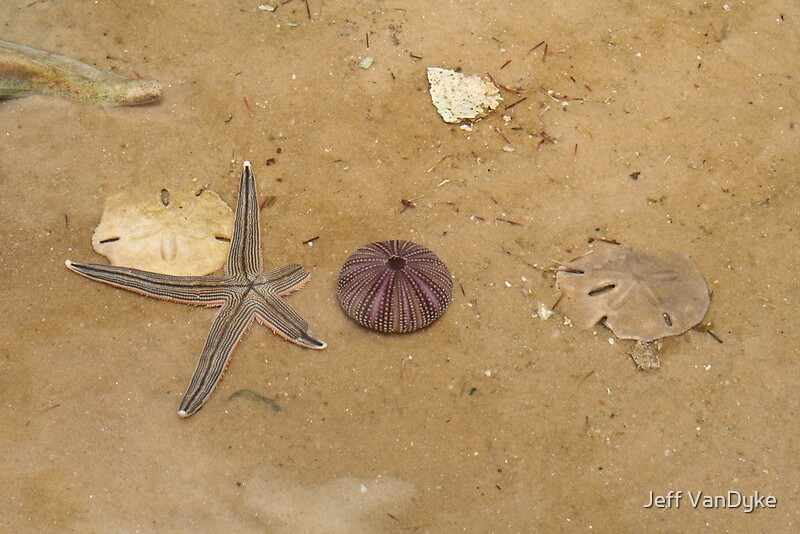 "Starfish, Sea Urchin & Sand Dollars" by Jeff VanDyke | Redbubble