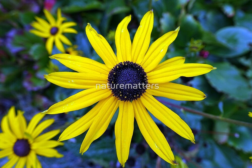 "beautiful yellow daisy flower photography," by naturematters | Redbubble