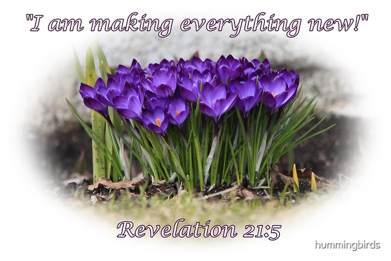 "Spring crocuses-Rev. 21:5" by hummingbirds | Redbubble