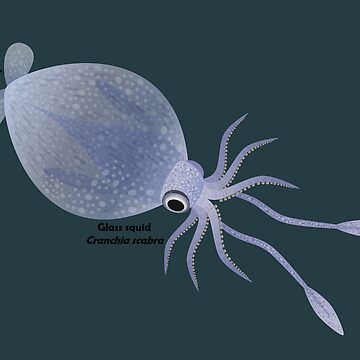 "Team Submarine Glass Squid (Cranchia scabra)" Sticker for Sale by ...