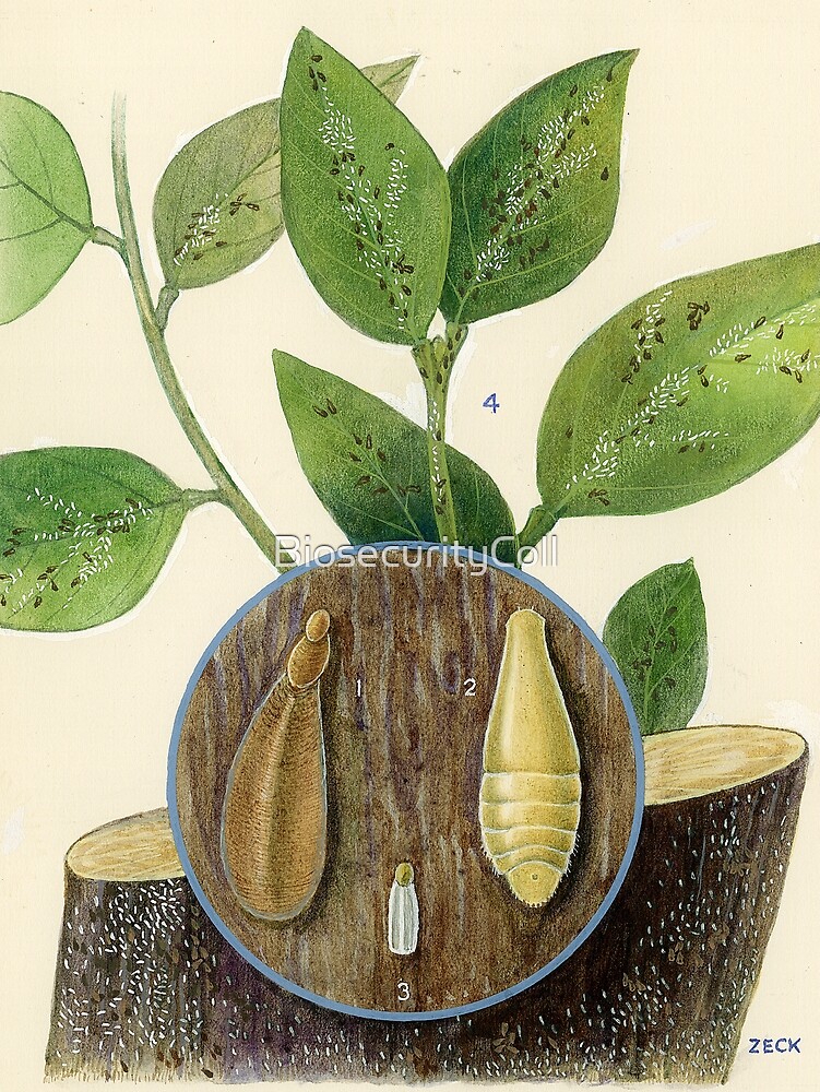 "White Louse Scale" by BiosecurityColl | Redbubble