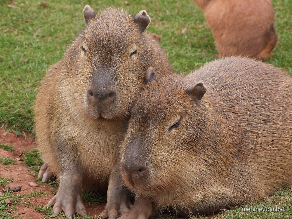 "Capybara Love" by wenniewombat | Redbubble