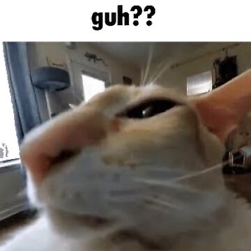"guh?? Cat" Sticker by ADHSTMeme | Redbubble