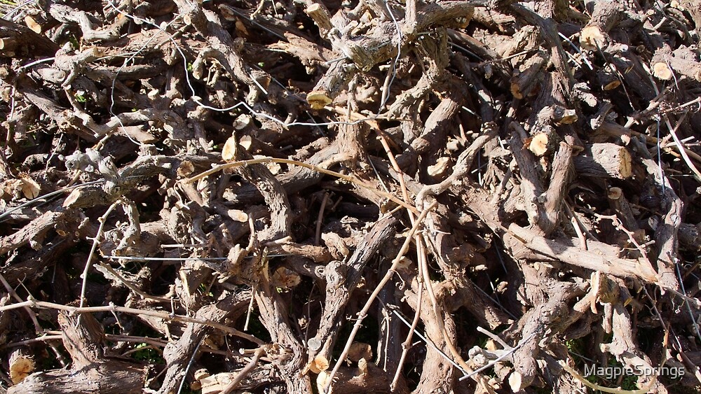 "Grape Vine Cordon - Magpie Springs - Adelaide Hills Wine Region ...