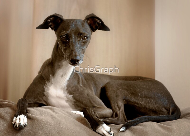 "Piccolo Levriero Italiano - The Italian Greyhound" by Christine Till ...