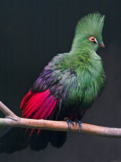 Did you know that some birds still have claws or fingers on their wings ...