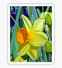Daffodil: Stickers | Redbubble