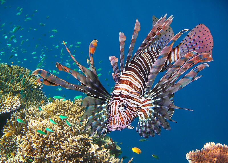 "RED LIONFISH" by Michael Sheridan | Redbubble