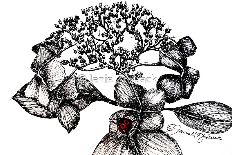 "Hydrangea Lacecap with Ladybug" by ©Janis Zroback | Redbubble