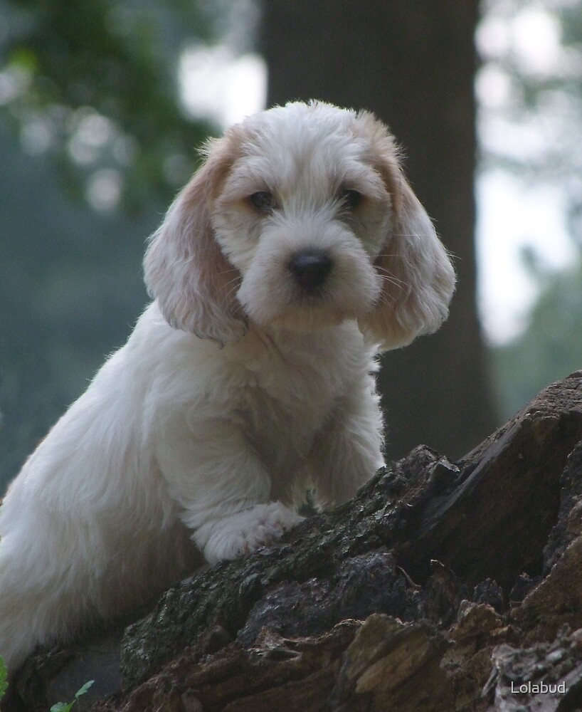 "PBGV Puppy" by Lolabud | Redbubble