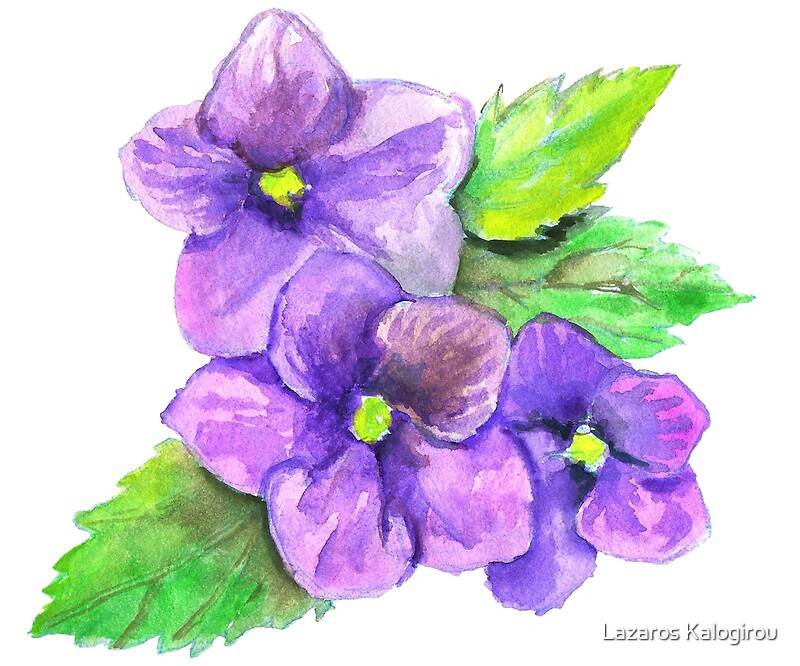 "Three Violets" by Sorazal | Redbubble
