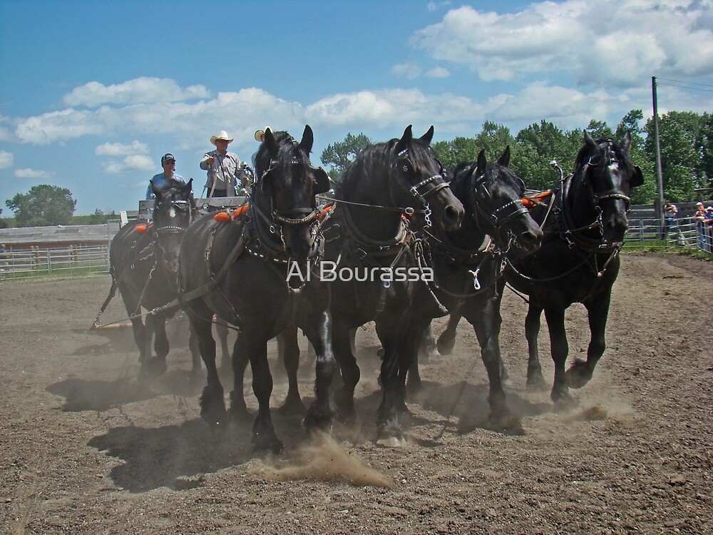 "Black Percheron Eight Horse Hitch" by Al Bourassa | Redbubble
