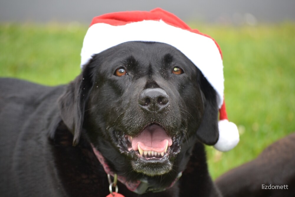"Labrador Christmas" by lizdomett | Redbubble