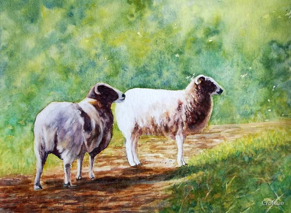 "Jacobs Sheep" by Croftsie | Redbubble