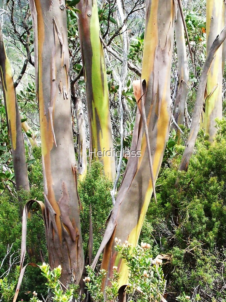 "Snow Gum Trees, Tasmania" by Heidiglass | Redbubble
