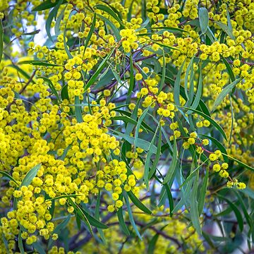 "Golden Wattle and Gum Leaves" Greeting Card for Sale by Steven Jodoin ...