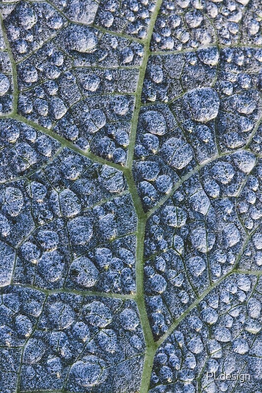 "Cool water drops dew texture leaf" by PLdesign | Redbubble