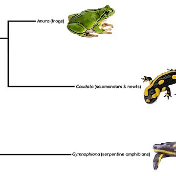 "Amphibians (Basic Cladogram)" Poster for Sale by GraceT26 | Redbubble