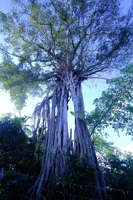 "Samoan Banyan Tree" by Ran Richards | Redbubble
