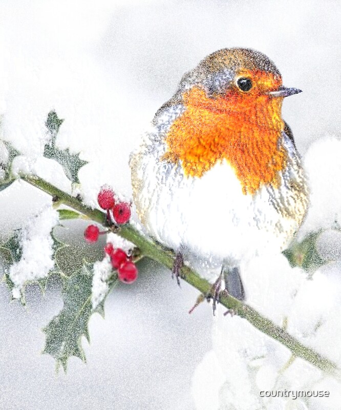 "European English Robin Bird Winter" by countrymouse | Redbubble