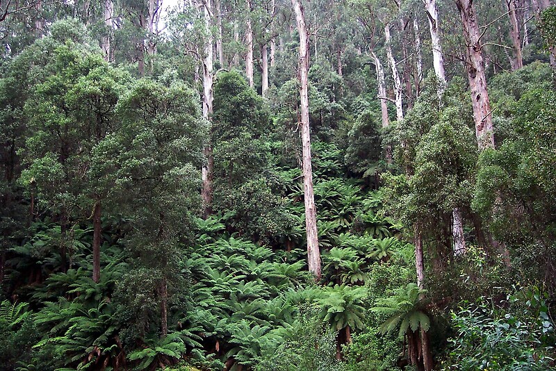 "errinundra plateau big trees and tree ferns" by dave whyte | Redbubble
